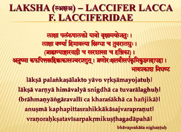 Laksha - Learn About A Great Herb For Healing the Nerves - Shaka ...