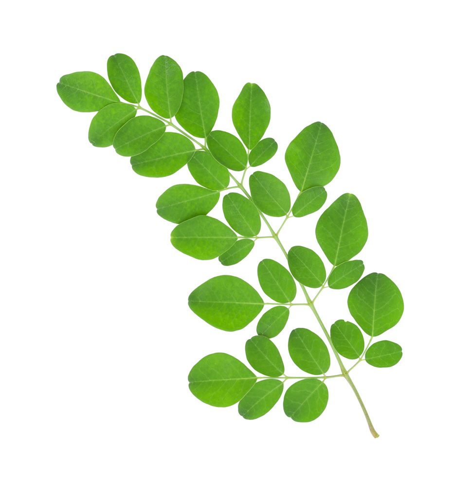 Moringa Leaves for detox and Nourishment • Shaka Vansiya Ayurveda